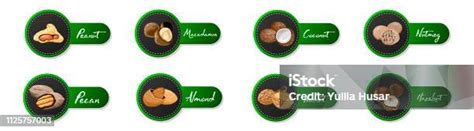 명명 된 아이콘 너트의 세트입니다 로고와 호두 코코넛 육 두 구 헤 즐 넛 피칸 아몬드 땅콩 마 카 다미아 벡터 레이블을 설정 개체 그룹에 대한 스톡 벡터 아트 및 기타