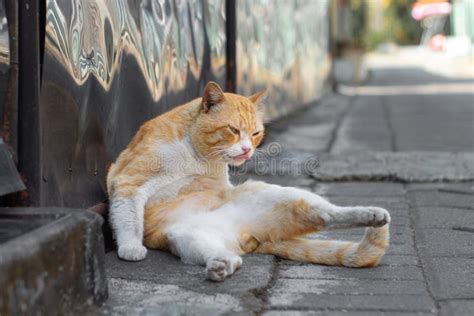 A Cute Orange Cat Sits Calmly By The Roadside In Sunny Weather Stock
