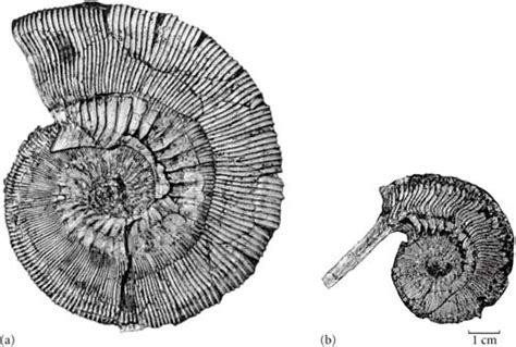 PPT Variation In Population Dynamics And Fossil Preservation PowerPoint Presentation ID