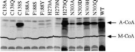 Figure 1 From Alteration Of Reaction And Substrate Specificity Of A Bacterial Type Iii