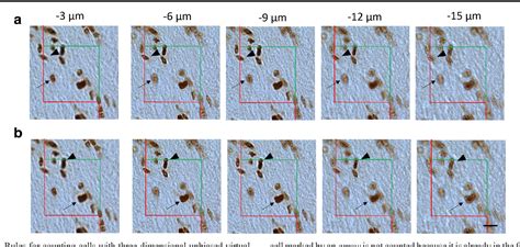 Design Based Stereology Hohpaflash