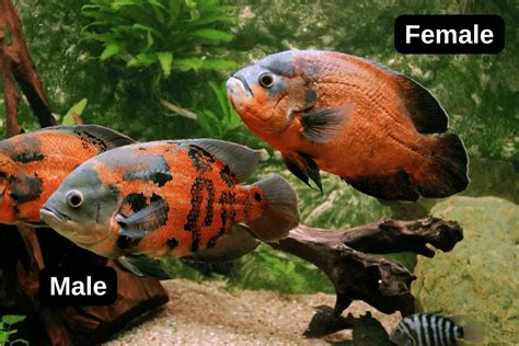 Male Vs Female Oscar Fish How To Tell The Difference Pet Fish Online
