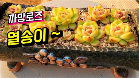 인천다육 💕 더 크게 키우지 않고 모아심기 Youtube