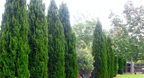 How Fast Do Junipers Grow Embracegardening