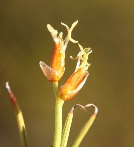 Anarthria Polyphylla · Inaturalist