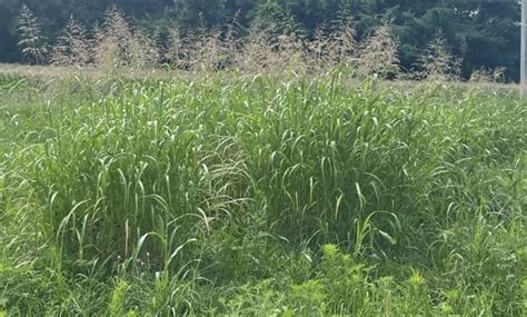 Johnsongrass