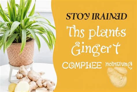 How To Plant Ginger Root Indoors Complete Step By Step Guide