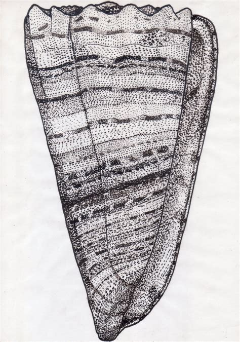 Cone Shell By Ladymalande On Deviantart