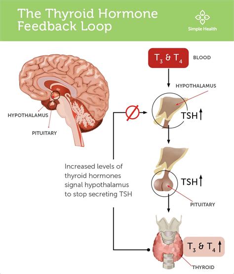 Thyroid Hormone Feedback Loop Diagram