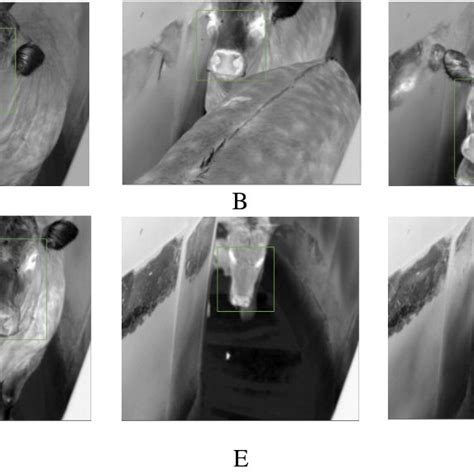 pdf multi view face detection in cattle using infrared thermography