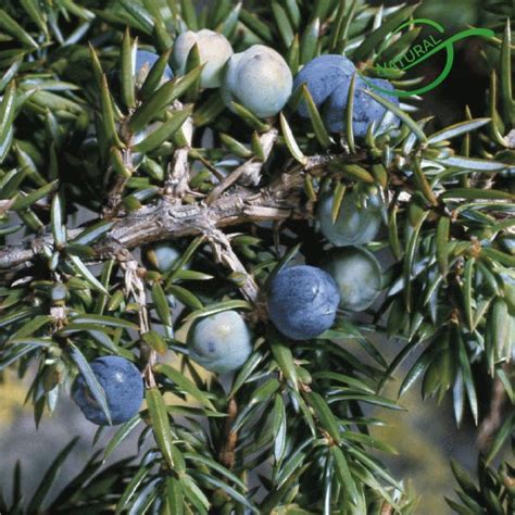 Juniper Berry Natural Essential Oil Artisan