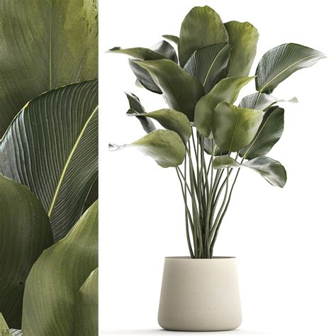 Beautiful Plant Calathea Lutea Palm Tree In A Pot 3d Model For Vray