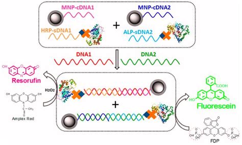 Figure 1 1 From Development Of Functional Nanoparticles For Biosensing