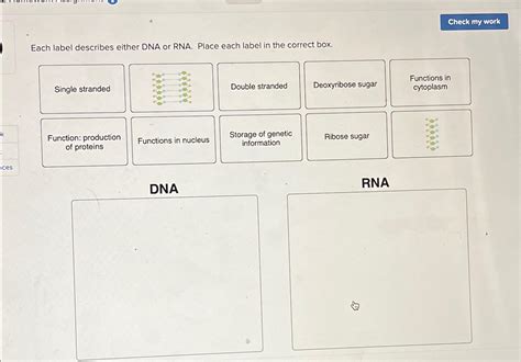 Solved Each Label Describes Either Dna Or Rna Place Each