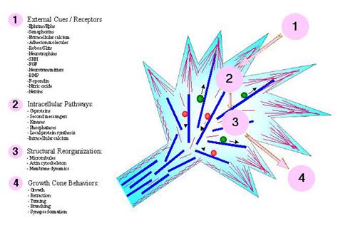 Itzhak Fischer Phd Neurobiology And Anatomy Drexel University