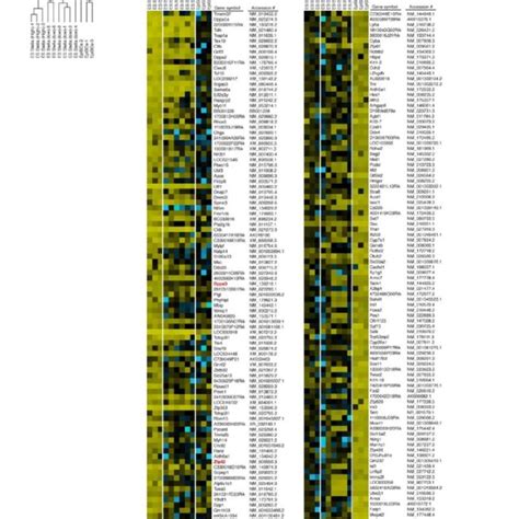 Figure S2 Microarray Analysis Using Single Cells A Clustering