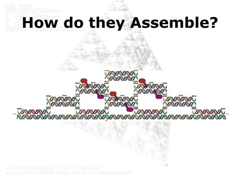ppt algorithmic self assembly of dna sierpinski triangles powerpoint