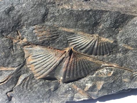 Brachiopod Fossils And The Legend Of The Stone Swallows