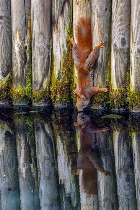 Psbattle This Thirsty Squirrel Rphotoshopbattles