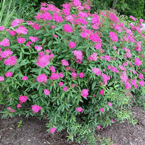 Спирея японская Антони Ватерер (Spiraea japonica Anthony Waterer ...