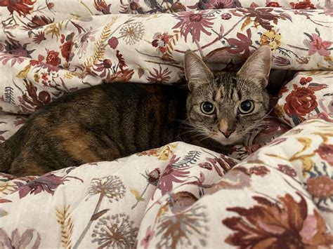 Dolly Modeling Those Disney Eyes Disneyeyes