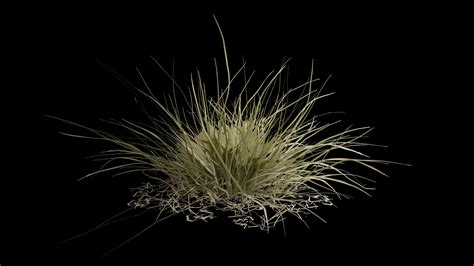 Grass Patch Plant 3d Model By Tree52787