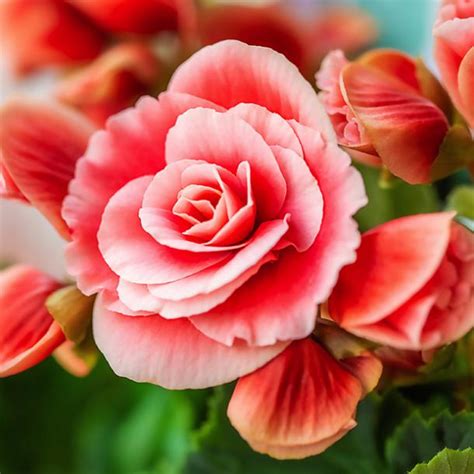 14 Flowers With Negative Meanings Yourtango