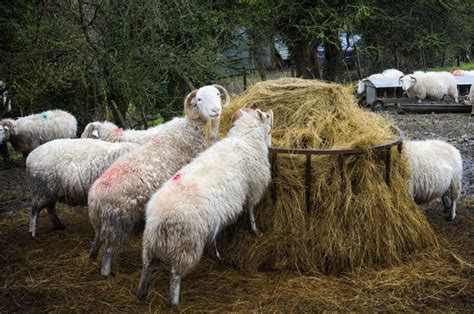 Do Sheep Eat Hay (And Should They?) – Fauna Facts