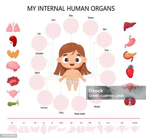 해부학 인체 귀여운 소녀와 함께 인포그래픽 시각적 구성표 건강한 내부 여성 장기 이름 및 위치 만화 스타일의 의료 교육 어린이 포스터 생물학적 개념 과제 간 내부 기관에