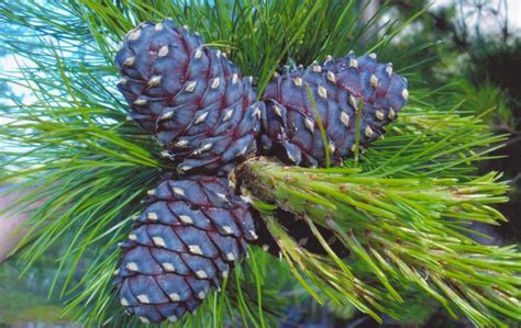 Баярхүү Пүрвээгийн БАЯРХҮҮ ХУШ МОД ХААНА Ч УРГАХ БОЛОМЖТОЙ ХАМГИЙН ДАРХЛАА САЙТАЙ МОД