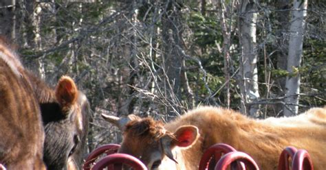 Olde Sow Farm And Creamery Humane Dehorning Of Cattle