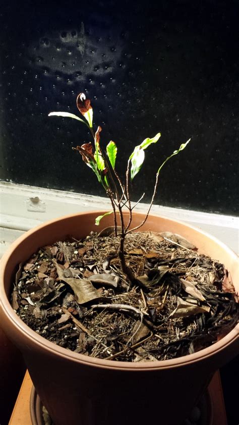 Forum: miracle fruit