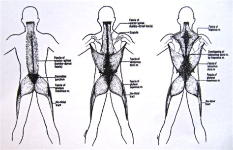 Taoist Tai Chi Society Notes On Anatomy And Physiology Function Of The Thoracolumbar Fascia