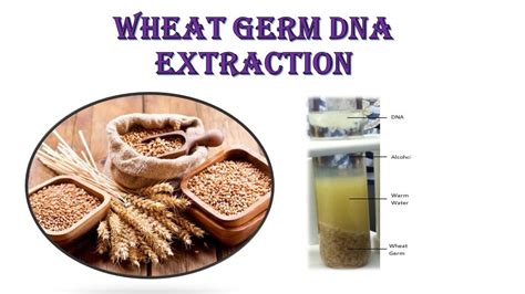 Wheat Germ Dna Extraction