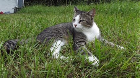 Grey Tabby Tuxedo Cat