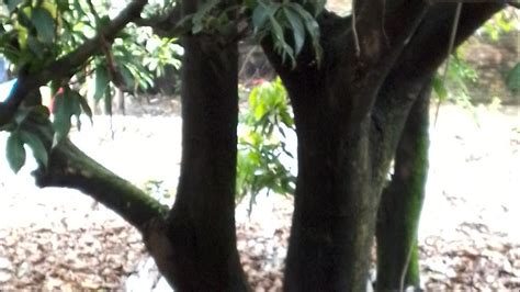 শুভ সন্ধ্যা বন্ধুরা সবাই কেমন আছেন Youtube