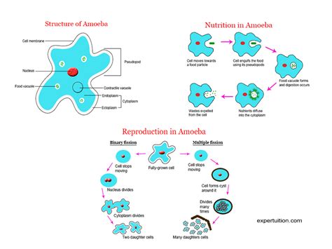 Nutrition In Amoeba Diagram