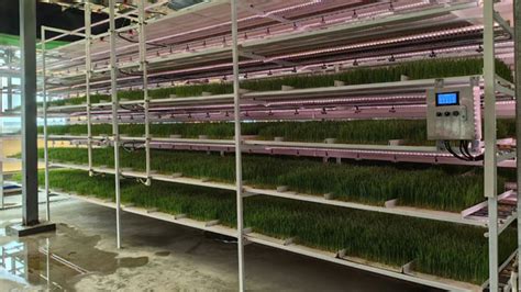 Hydroponic Pasture Fodder System Supplier Hydroponics China