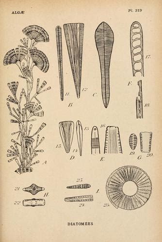 Genus Opephora · Inaturalist