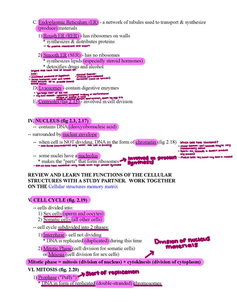 Nucleus And Cell Cycle Annotated Lecture Notes C Endoplasmic