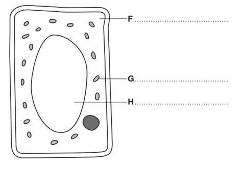 Igcse Biology 0610 6 2 Leaf Structure Igcse Style Questions Paper 3