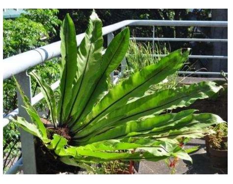 Vascular Plants Tracheophytes Start With How Ferns Are