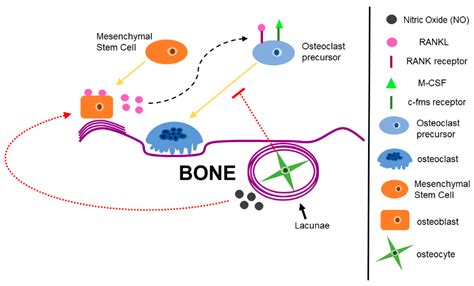 Extracellular Matrix Bone