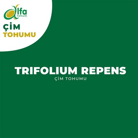 Trifolium Repens Çim Tohumu Alfa Tohum
