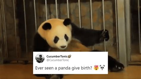 Pandas Giving Birth
