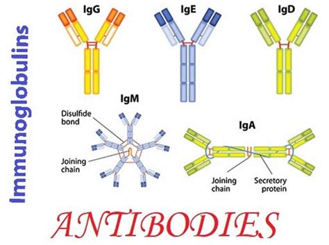 Immunoglobulin Function Types Test And Immunoglobulin Deficiency