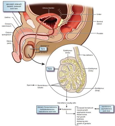 Androgens Nurses Revision