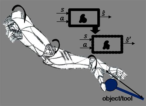 learning the body and tool extension from sensorimotor experience