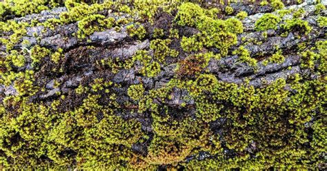 The Moss Is Unreal Here