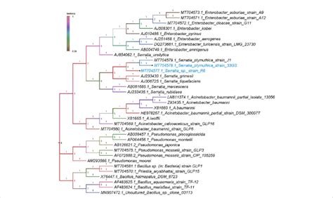 Dendrogram With Accession Numbers And Name Of Bacteria Along With The Download Scientific